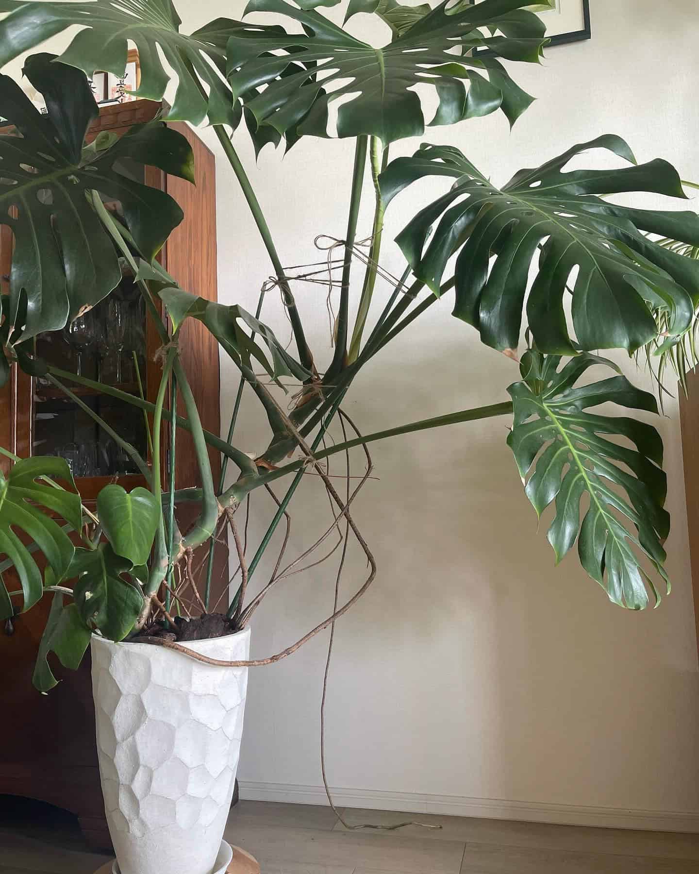 The Ultimate Guide to Training Your Monstera Deliciosa to Climb ...