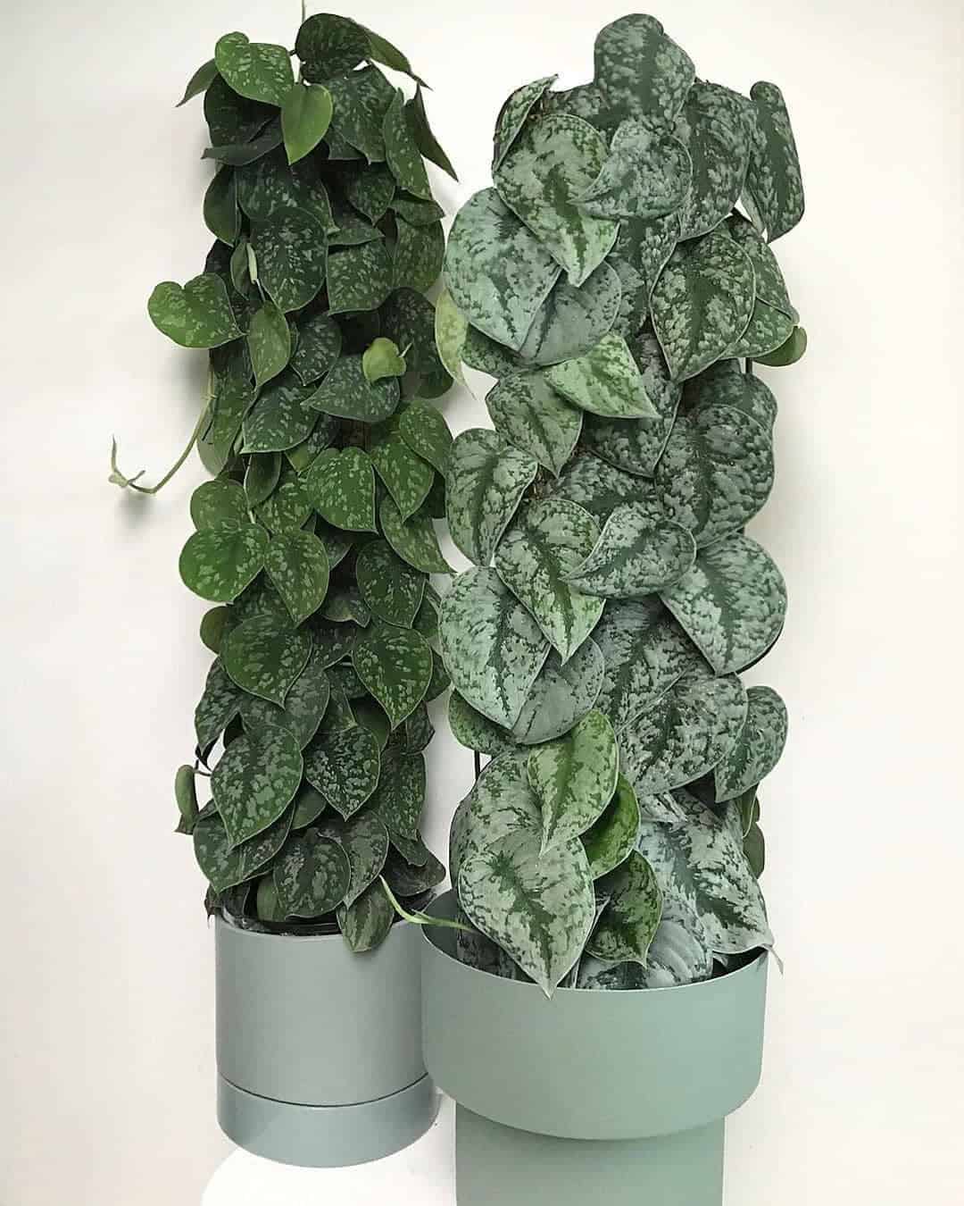Ultimate Guide to Growing and Caring for Scindapsus Plants Indoors ...