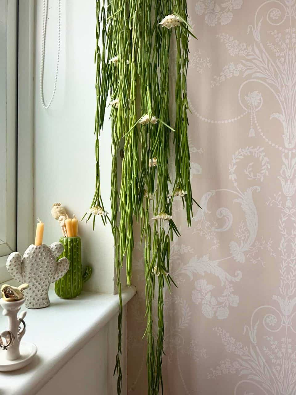 25 Indoor Hanging Plants Perfect for Your Living Room | Houseplant Alley