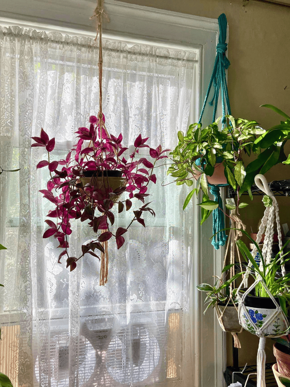 How To Transform Your Window Into a Lush Indoor Garden | Houseplant Alley