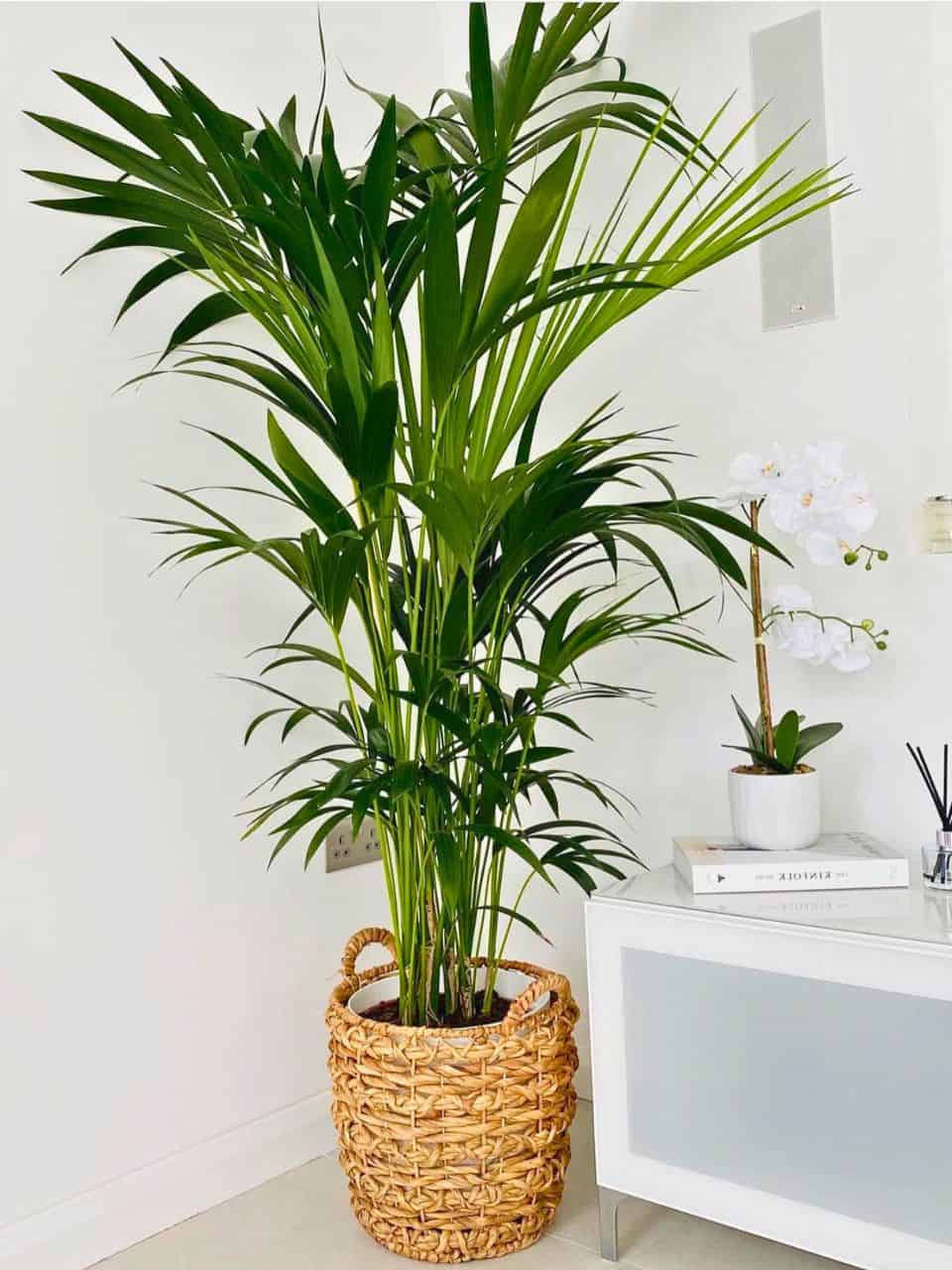 Transform Your Space with Stunning Indoor Palm Plants | Houseplant Alley
