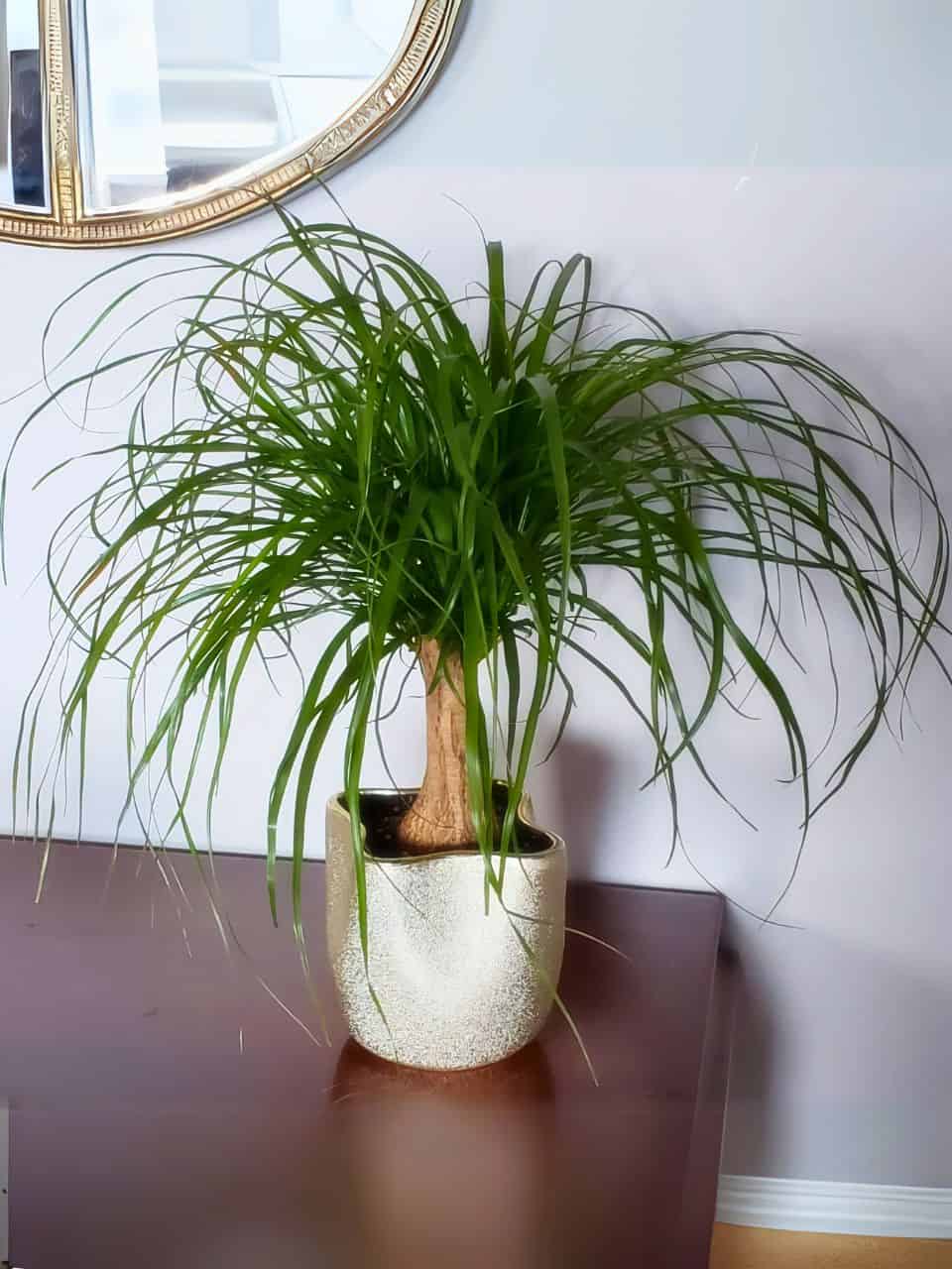 Transform Your Space with Stunning Indoor Palm Plants | Houseplant Alley