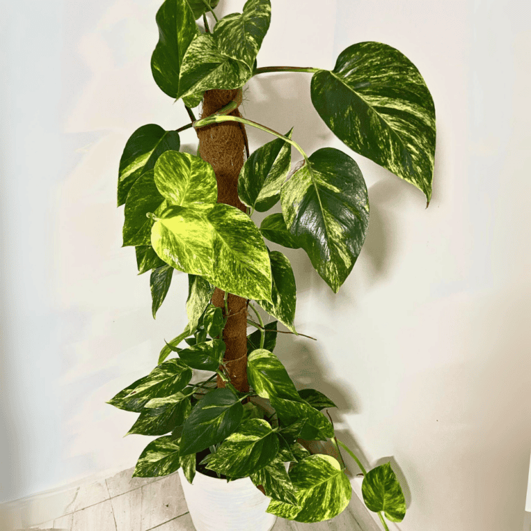 Best Low Light Plants for Your Windowless Bathroom | Houseplant Alley