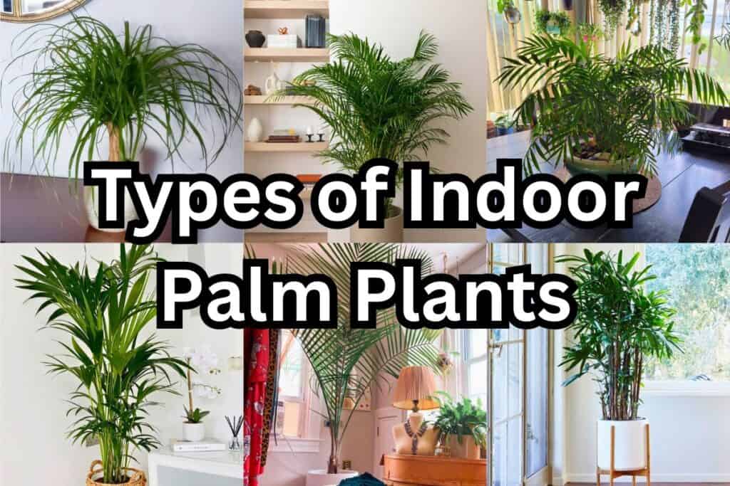 20 Best Indoor Plants To Grow From Seeds | Houseplant Alley