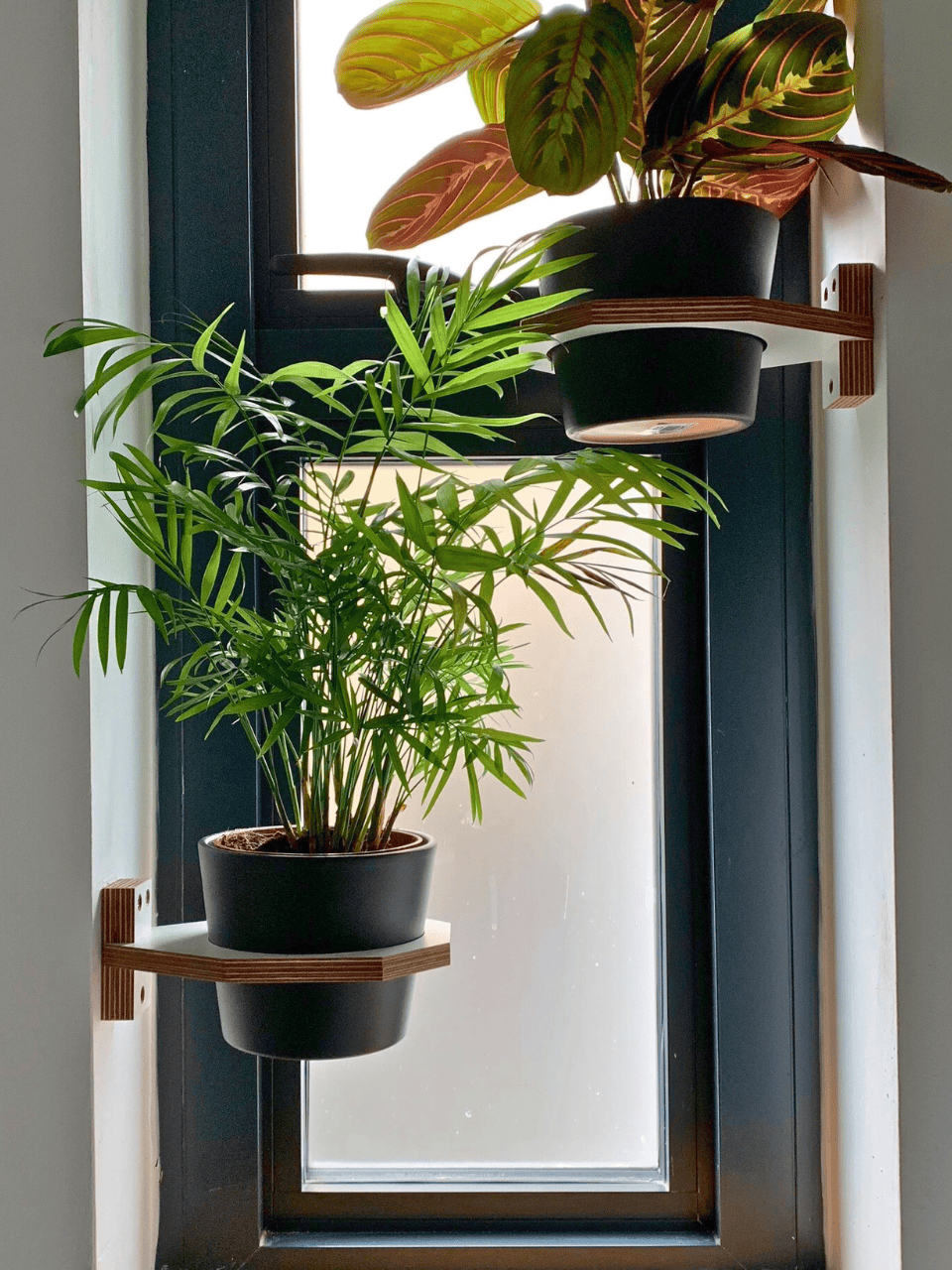 How To Transform Your Window Into a Lush Indoor Garden | Houseplant Alley
