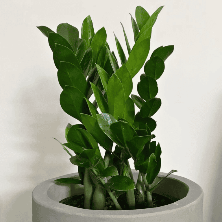 15 Best Indoor Plants That Thrive in Low Light | Houseplant Alley