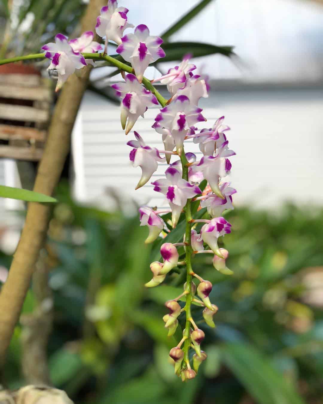 Purple Orchids: Cultivation Tips and Their Symbolic Meaning ...