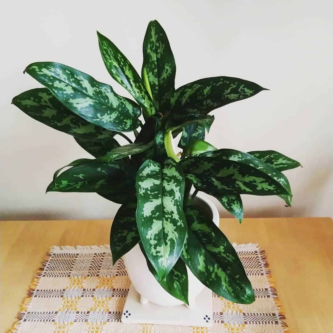 55 Aglaonema Varieties (Chinese Evergreen Ultimate Guide) | Houseplant ...