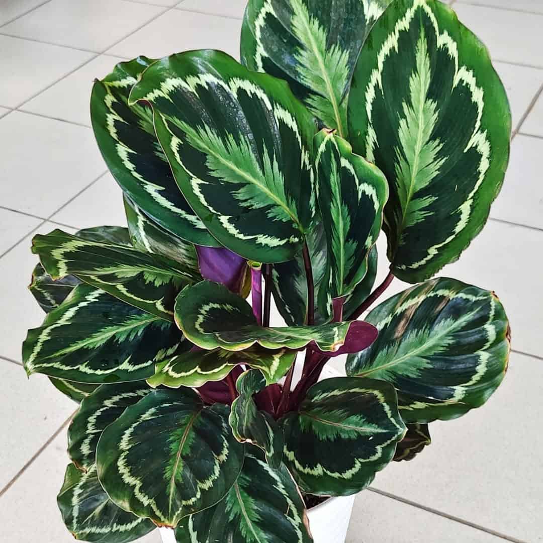 30 Calathea Plants With Eye-Catching Leaf Patterns | Houseplant Alley