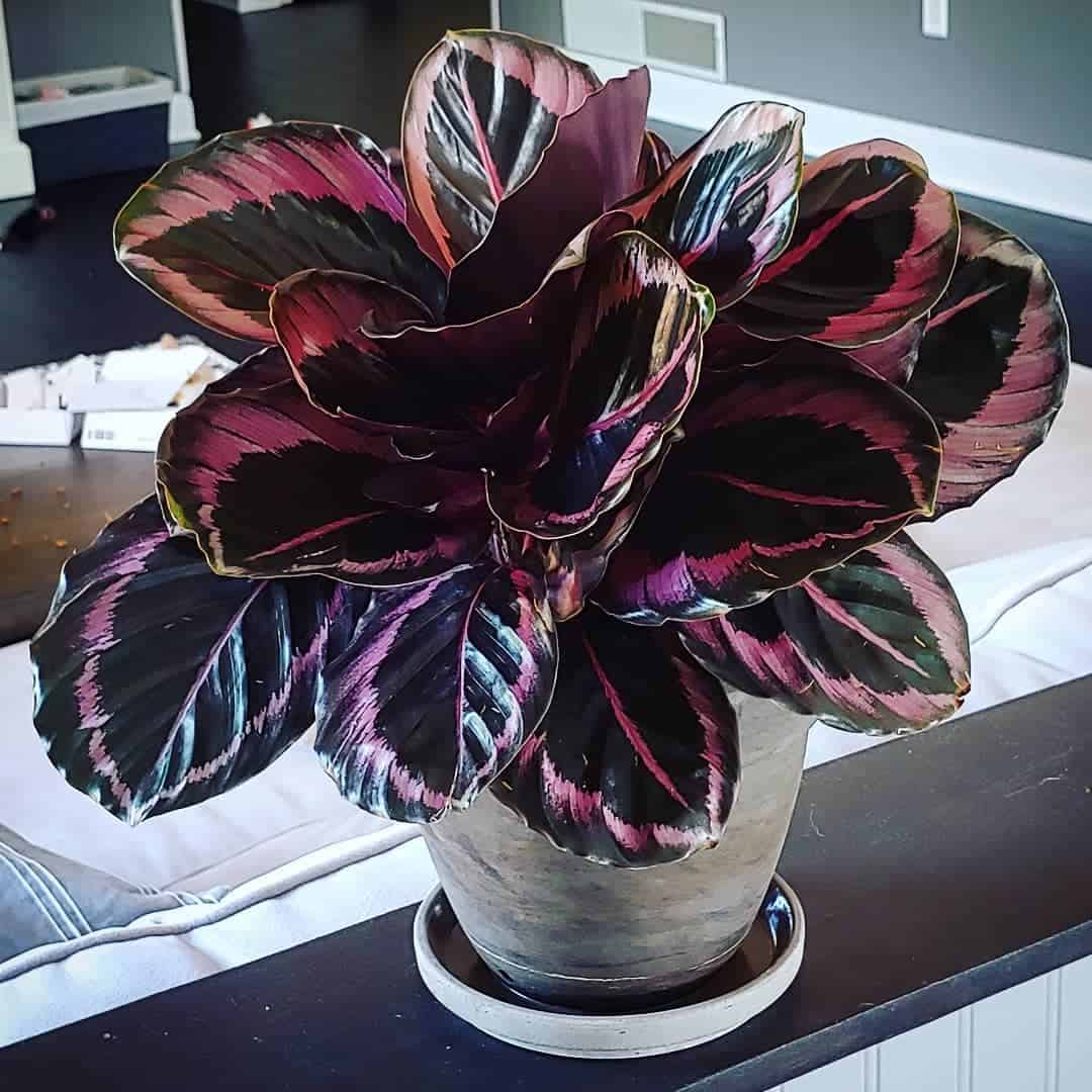 30 Calathea Plants With Eye-Catching Leaf Patterns | Houseplant Alley