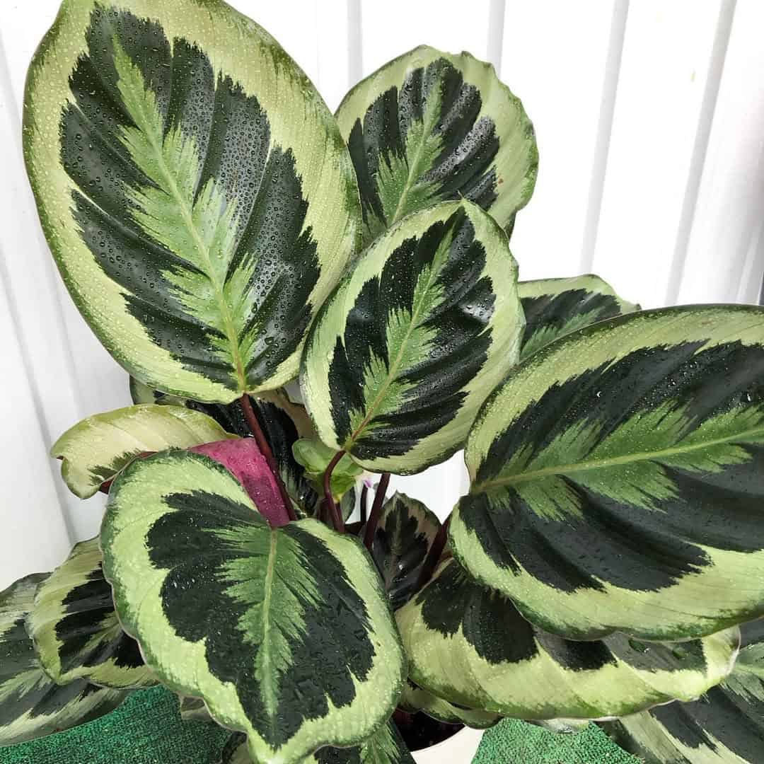 30 Calathea Plants With Eye-Catching Leaf Patterns | Houseplant Alley