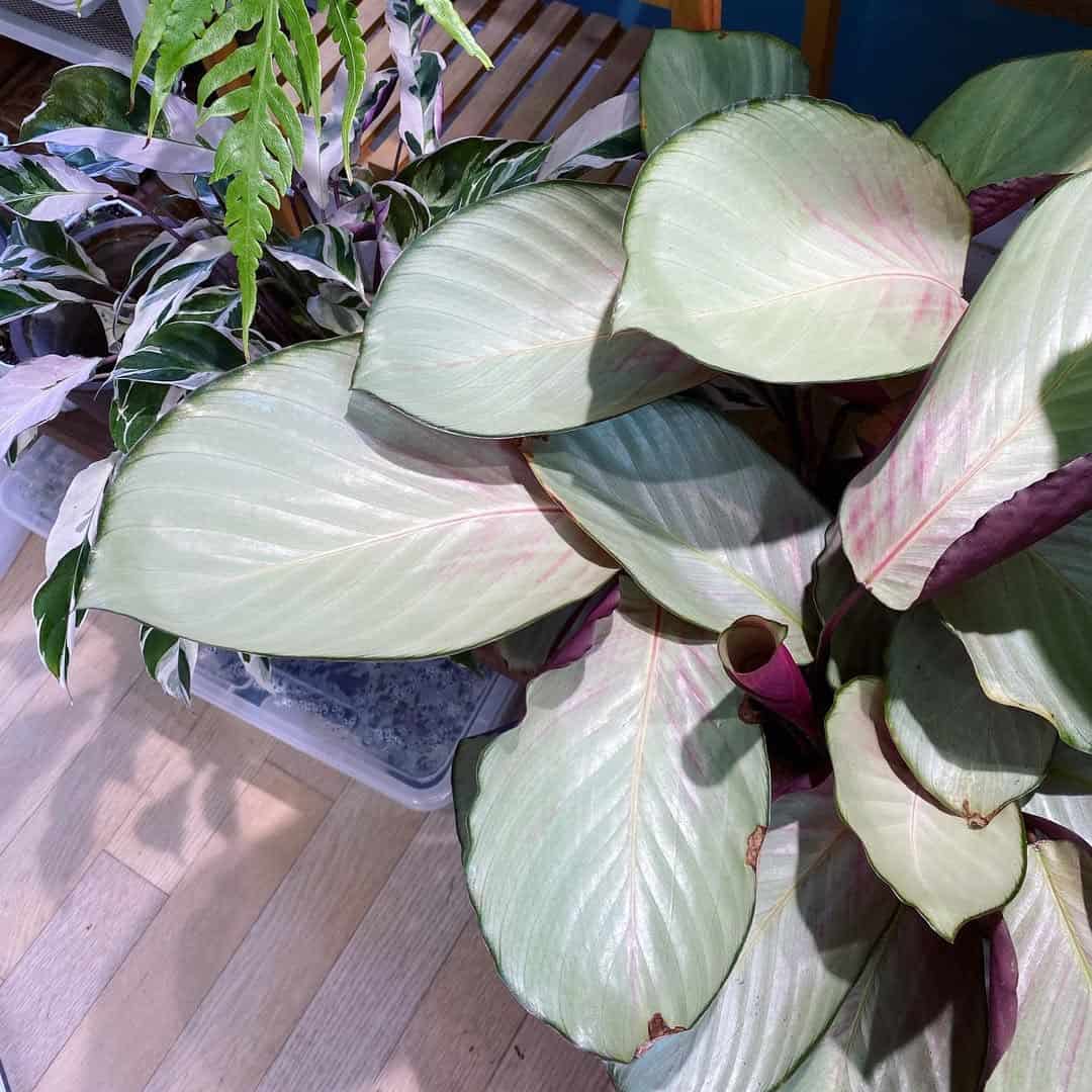 55 Prayer Plant Varieties - The Ultimate Guide | Houseplant Alley