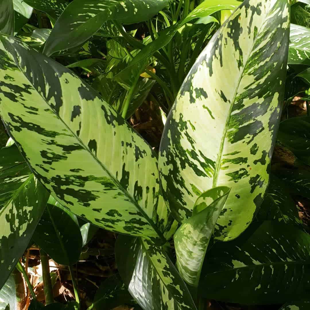 44 Stunning Dieffenbachia Varieties You Need to Know | Houseplant Alley