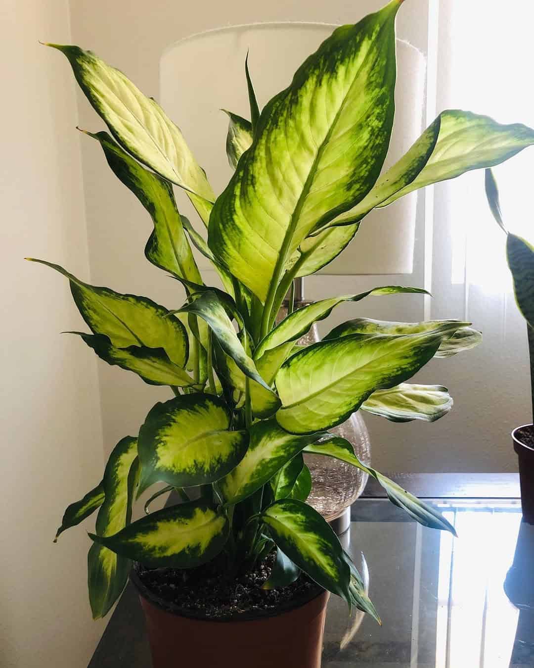 44 Stunning Dieffenbachia Varieties You Need to Know | Houseplant Alley
