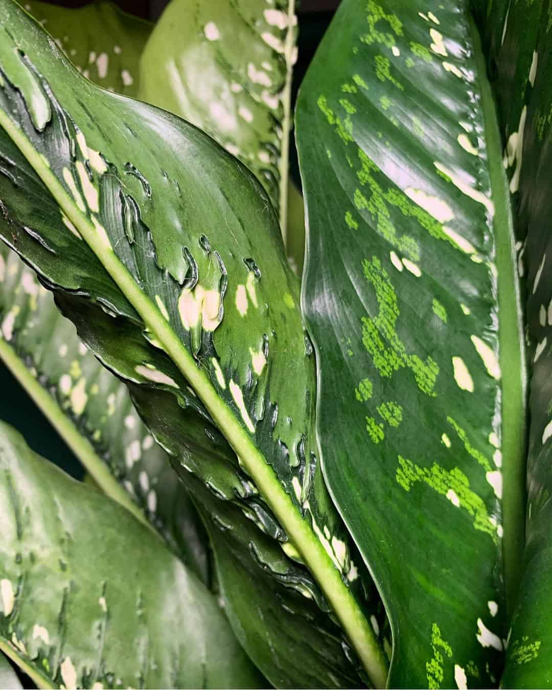 44 Stunning Dieffenbachia Varieties You Need to Know | Houseplant Alley
