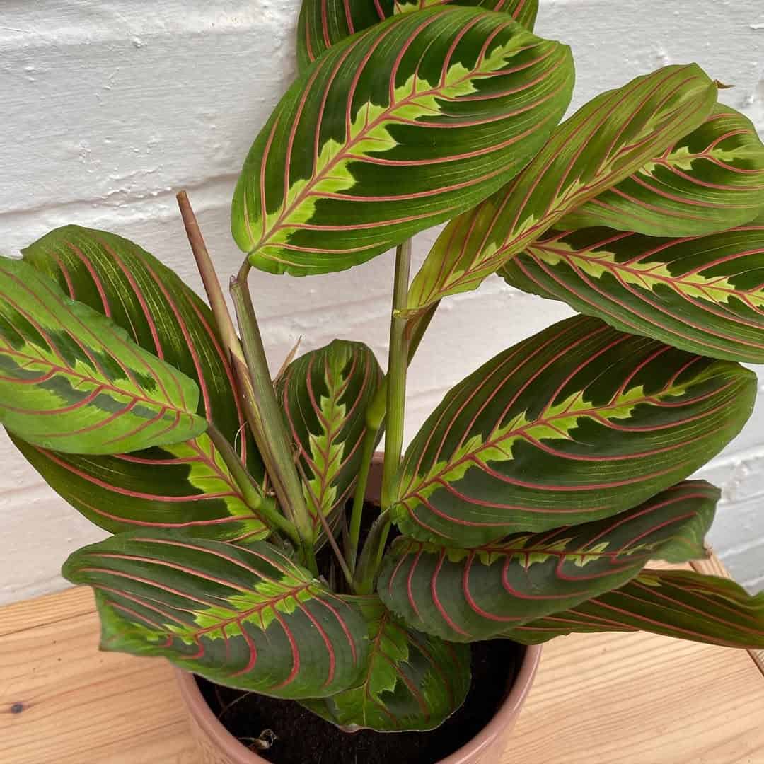 55 Prayer Plant Varieties - The Ultimate Guide | Houseplant Alley