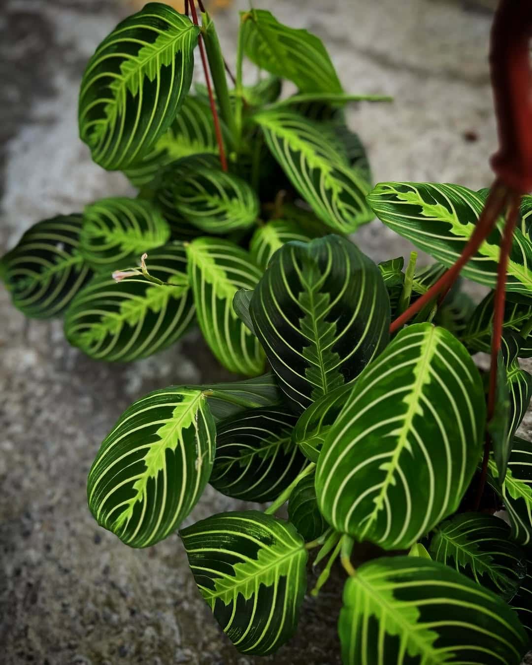 55 Prayer Plant Varieties - The Ultimate Guide | Houseplant Alley