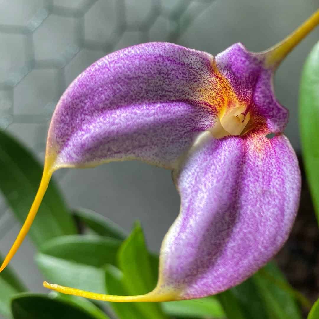 Purple Orchids: Cultivation Tips and Their Symbolic Meaning ...