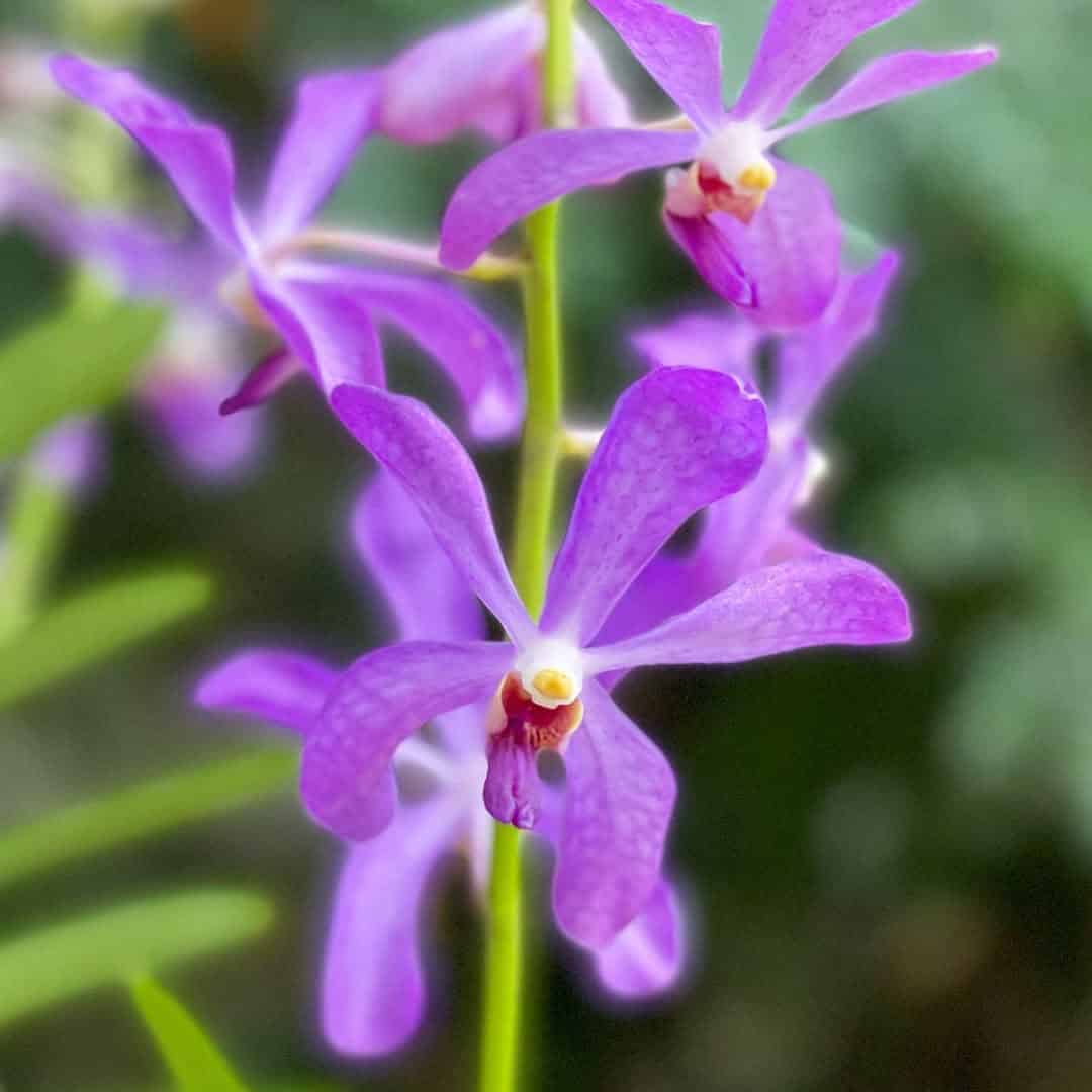 Purple Orchids: Cultivation Tips and Their Symbolic Meaning ...