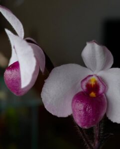 Purple Orchids: Cultivation Tips and Their Symbolic Meaning ...