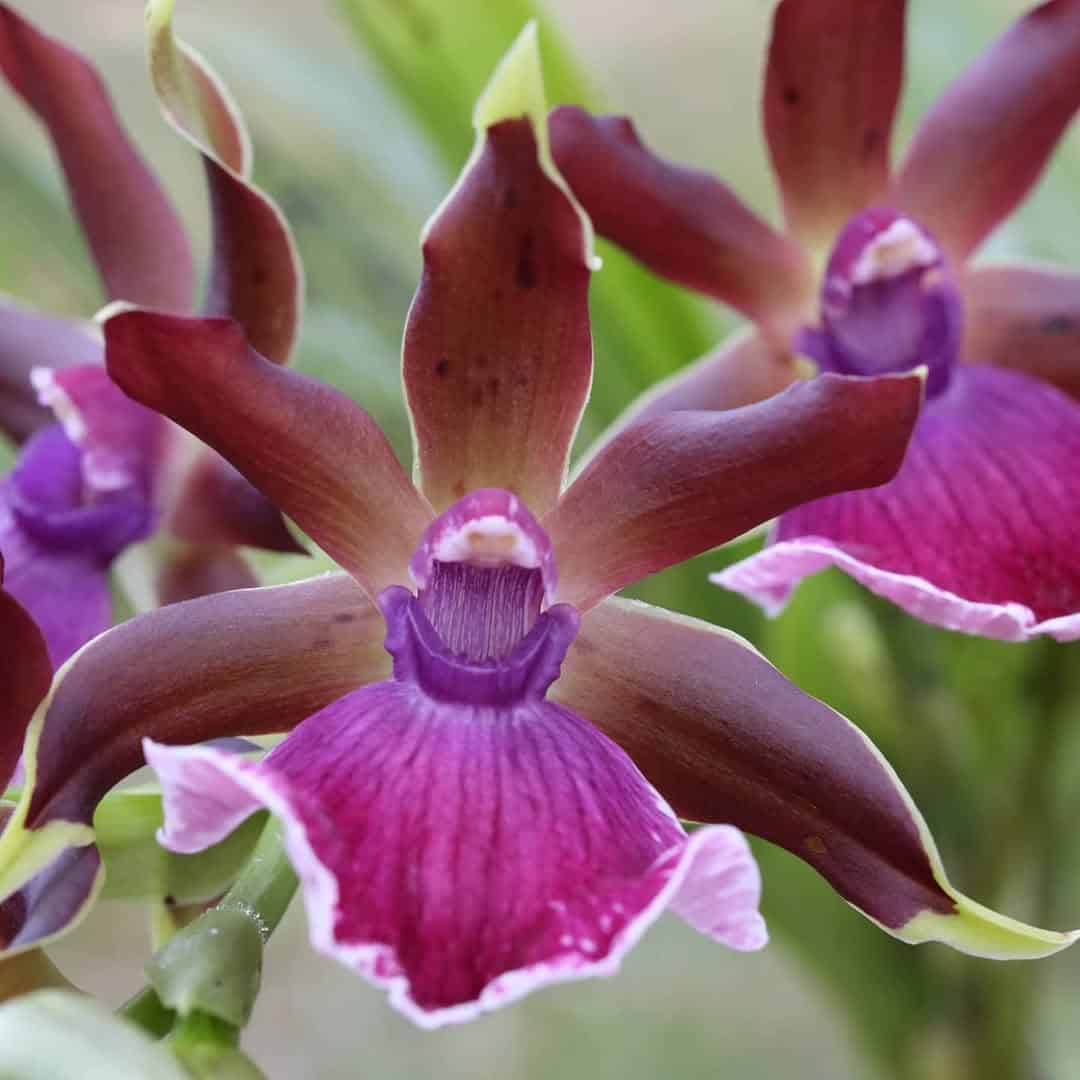 Purple Orchids: Cultivation Tips and Their Symbolic Meaning ...