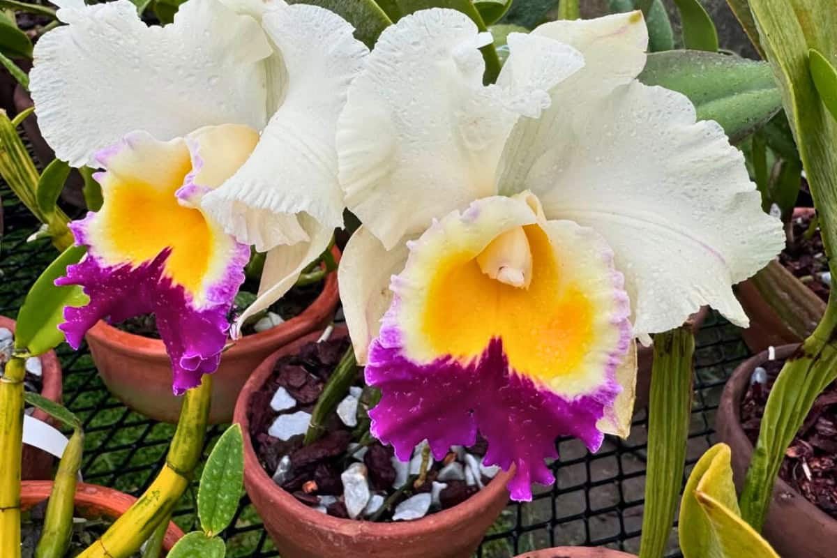 Best Potting Medium for Cattleya Orchids | Houseplant Alley