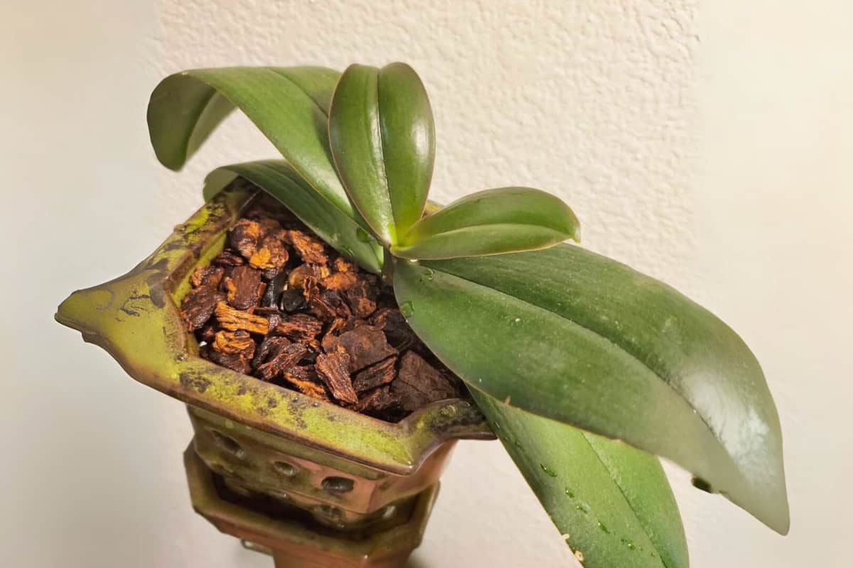 Why Orchids Need Orchid Bark: Understanding Orchid Substrate ...