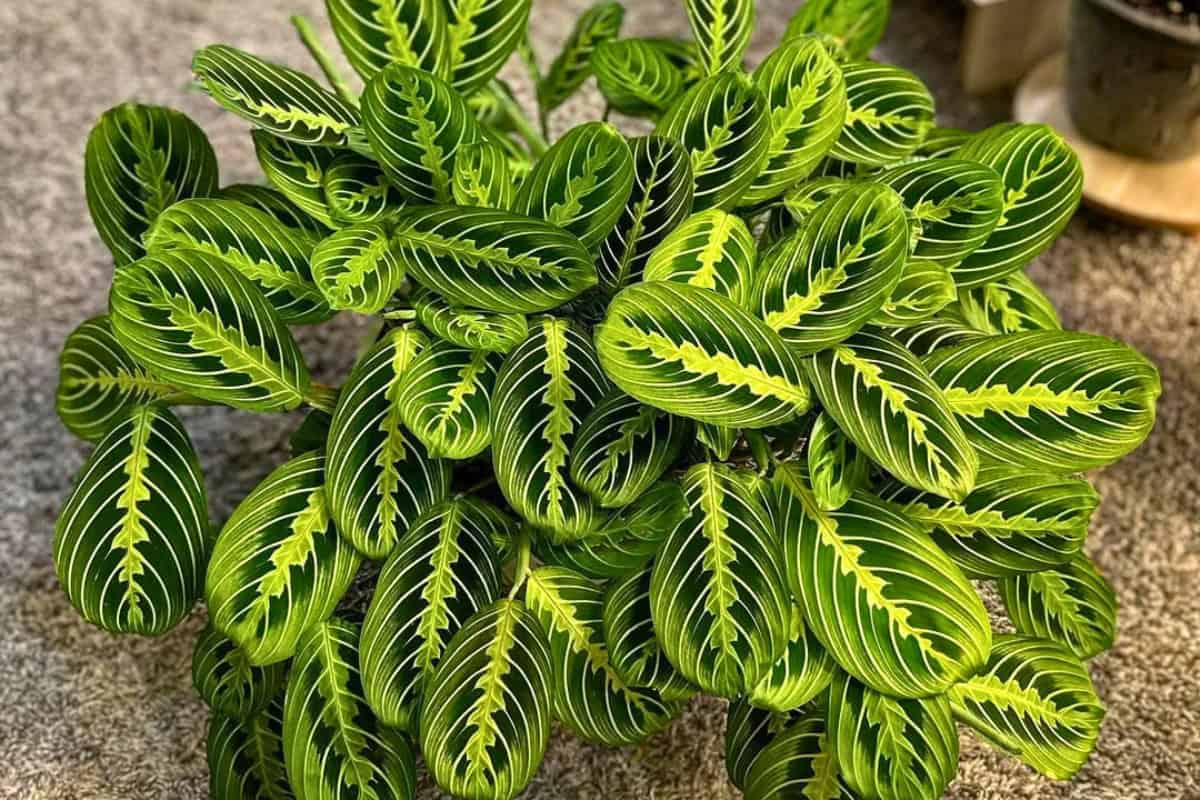 Prayer Plant Indoor Care Tips for Thriving Foliage | Houseplant Alley