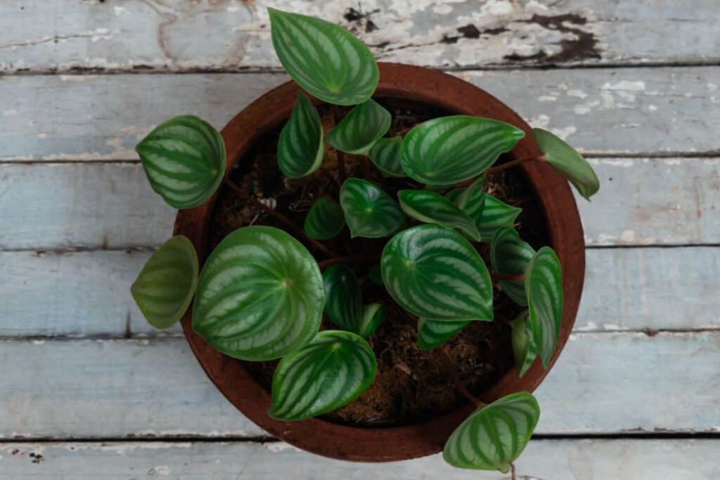 Watermelon Peperomia Propagation Guide | Houseplant Alley