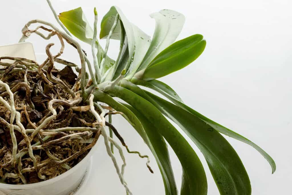 How To Repot Orchids With Air Roots | Houseplant Alley