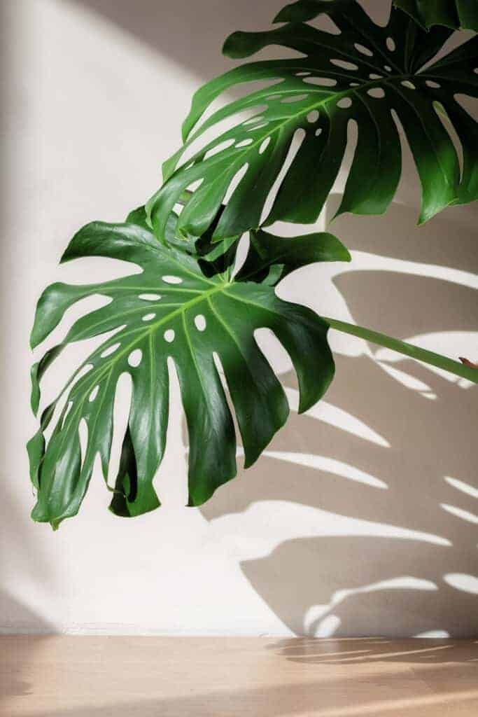 How Much Light Does A Monstera Need? | Houseplant Alley