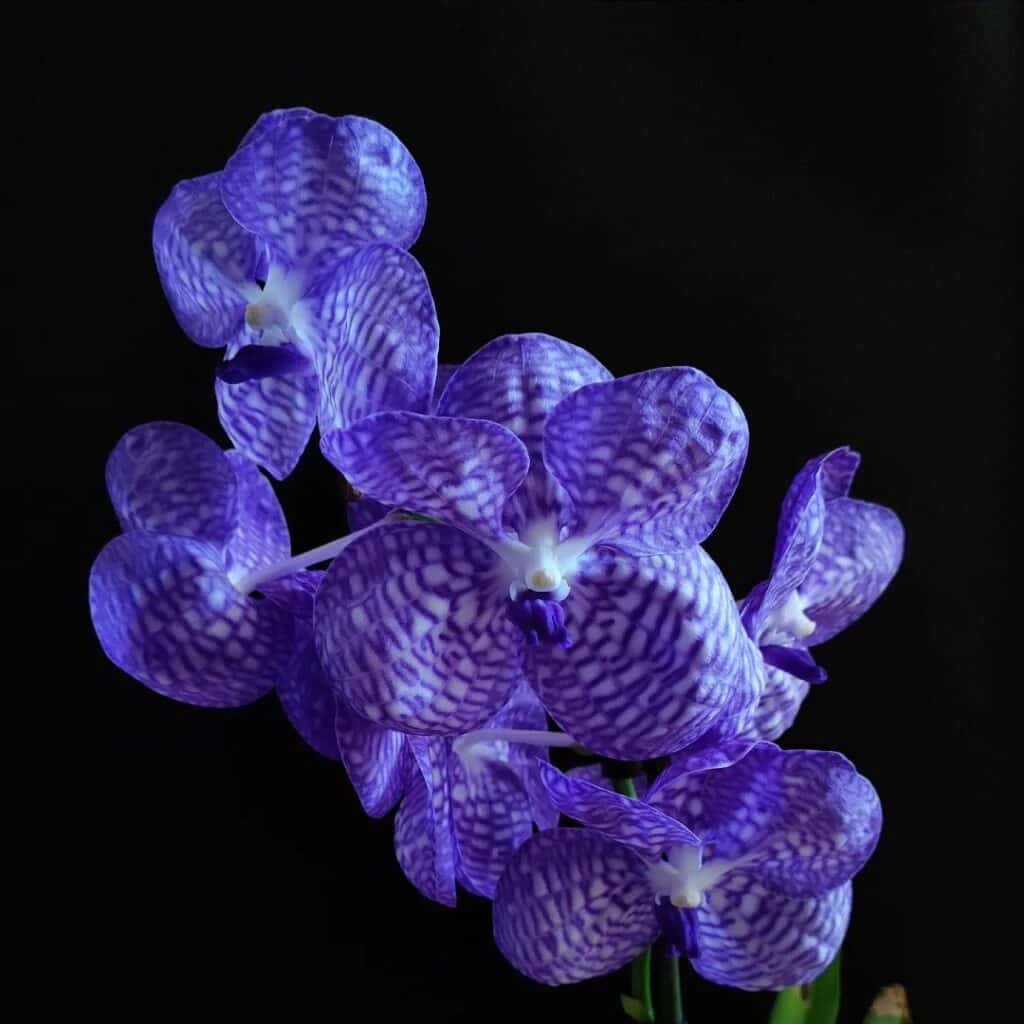 15 Popular Types Of Vanda Orchids [With Names & Pictures] | Houseplant ...
