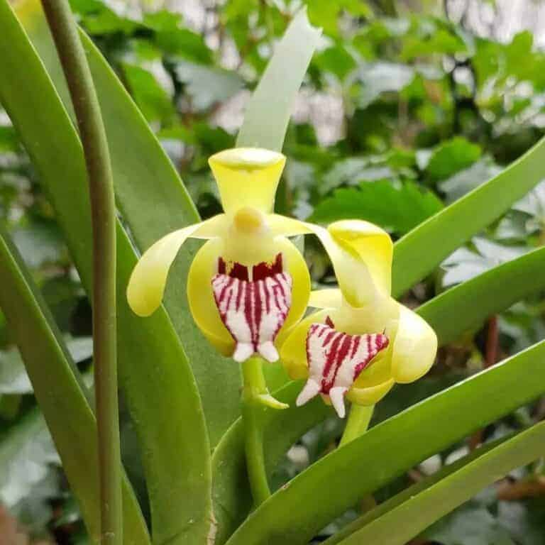 15 Popular Types Of Vanda Orchids [With Names & Pictures] | Houseplant ...