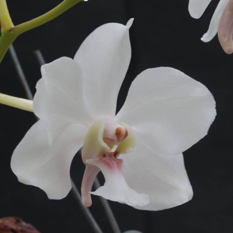 15 Popular Types Of Vanda Orchids [With Names & Pictures] | Houseplant ...