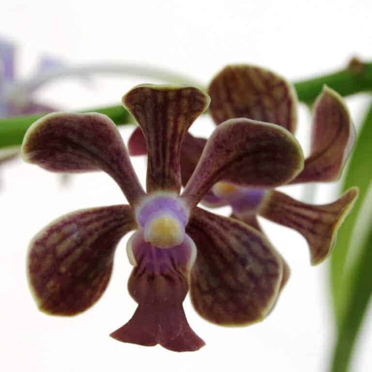 15 Popular Types Of Vanda Orchids [With Names & Pictures] | Houseplant ...
