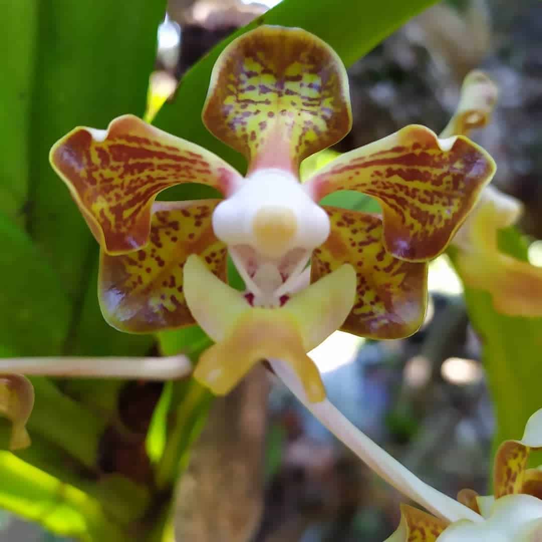 15 Popular Types Of Vanda Orchids [With Names & Pictures] | Houseplant ...