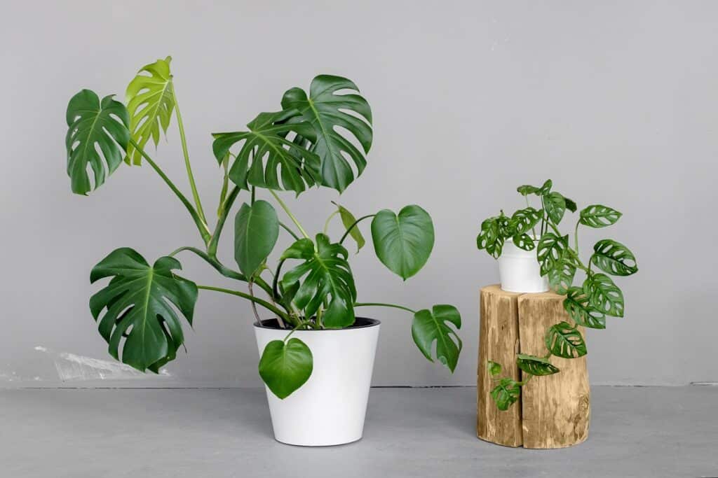 How Fast Do Monstera Grow? | Houseplant Alley