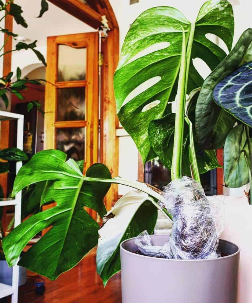 How To Propagate Monstera In 3 Ways | Houseplant Alley