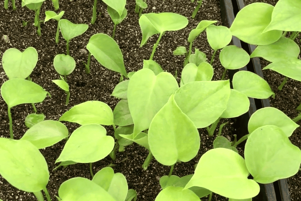 How To Grow Monstera From Seed | Houseplant Alley