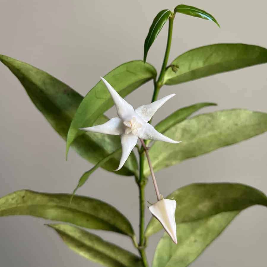 300 Hoya Species With Pictures | Houseplant Alley