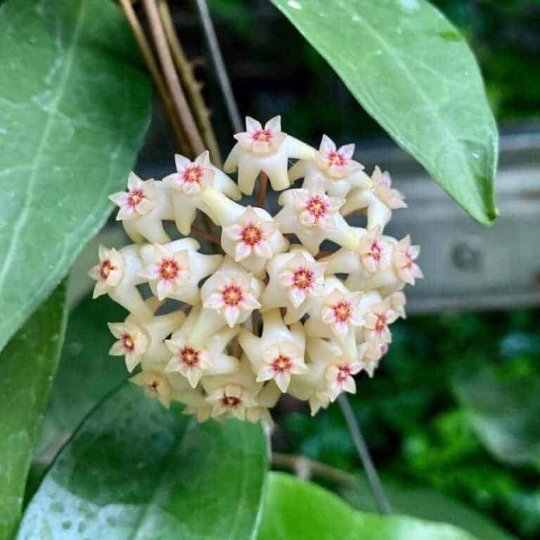 300 Hoya Species With Pictures | Houseplant Alley