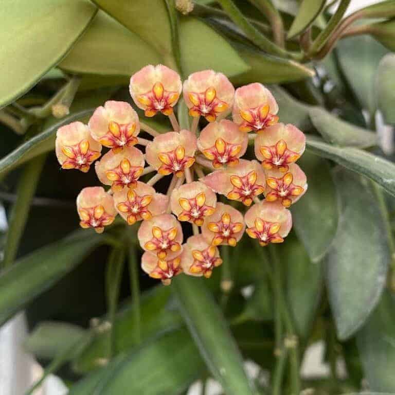 300 Hoya Species With Pictures | Houseplant Alley