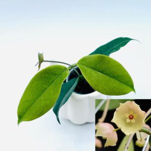 300 Hoya Species With Pictures | Houseplant Alley