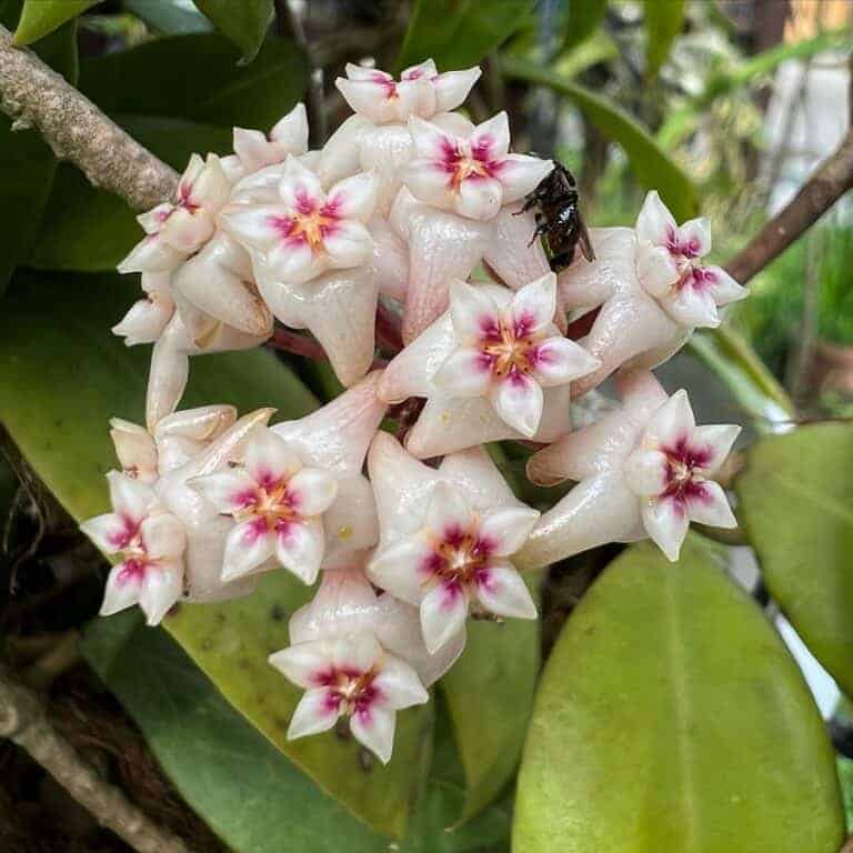 300 Hoya Species With Pictures | Houseplant Alley