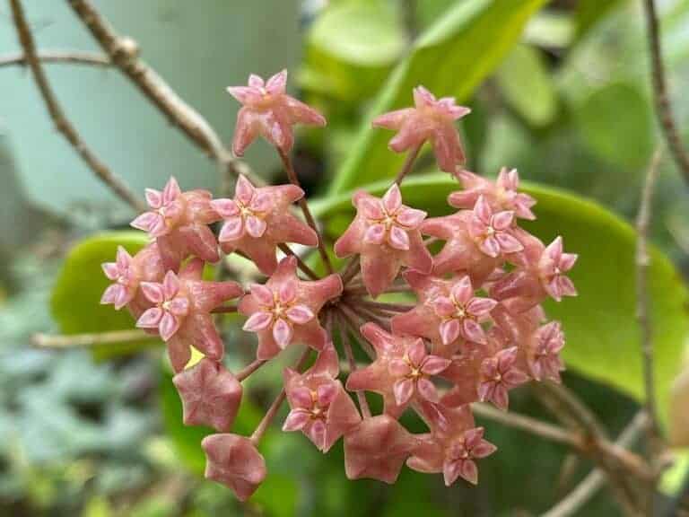 300 Hoya Species With Pictures | Houseplant Alley
