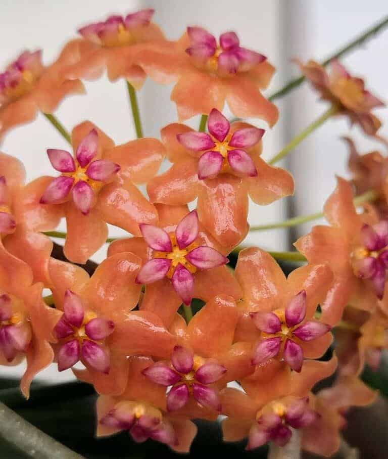 300 Hoya Species With Pictures | Houseplant Alley