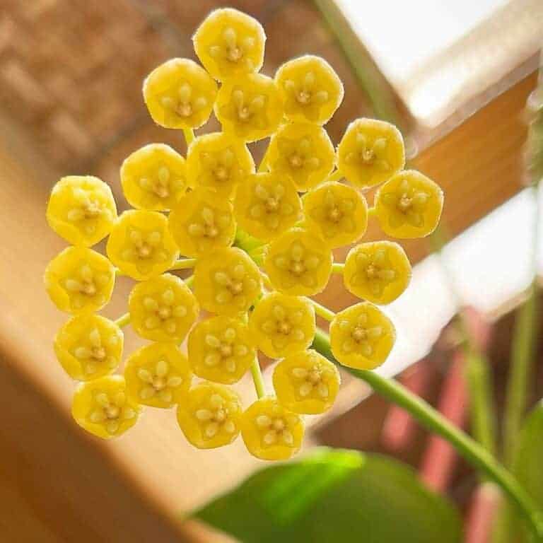 300 Hoya Species With Pictures | Houseplant Alley
