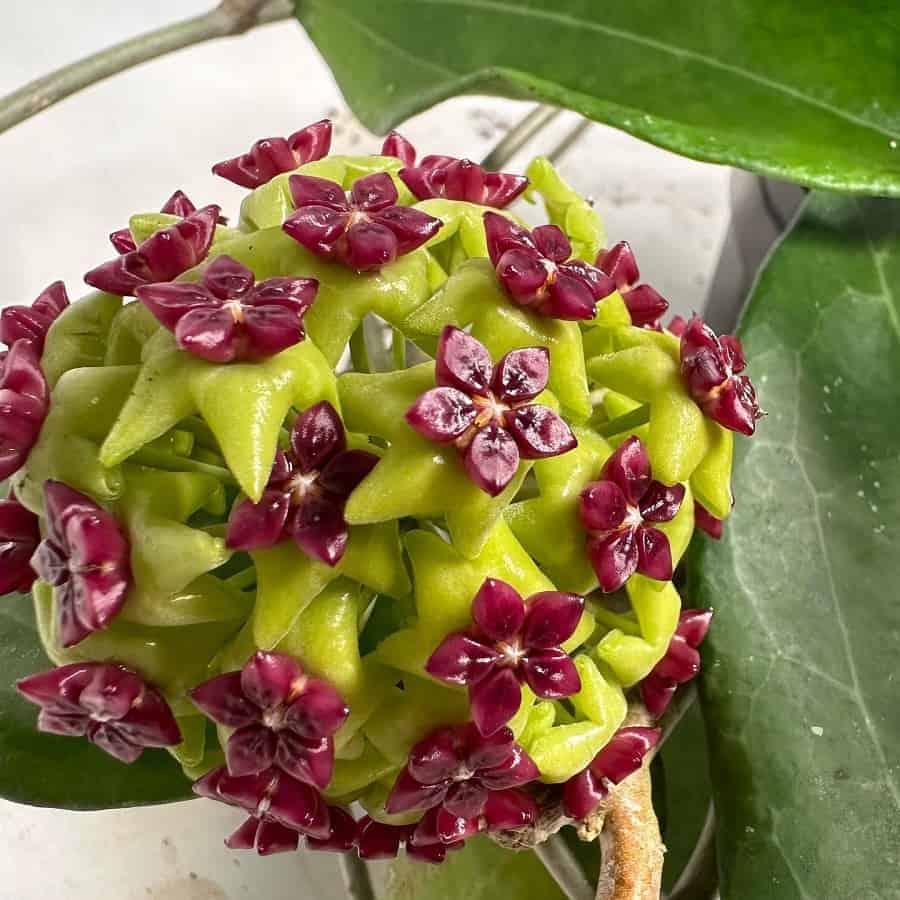 300 Hoya Species With Pictures | Houseplant Alley