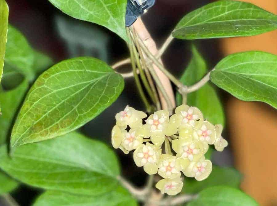 300 Hoya Species With Pictures | Houseplant Alley