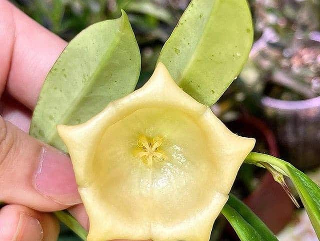 300 Hoya Species With Pictures | Houseplant Alley